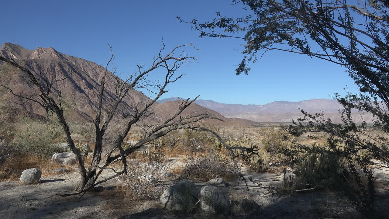 California Dead Tree And Anza Borrego View Free Stock Video Footage Download Clips Nature